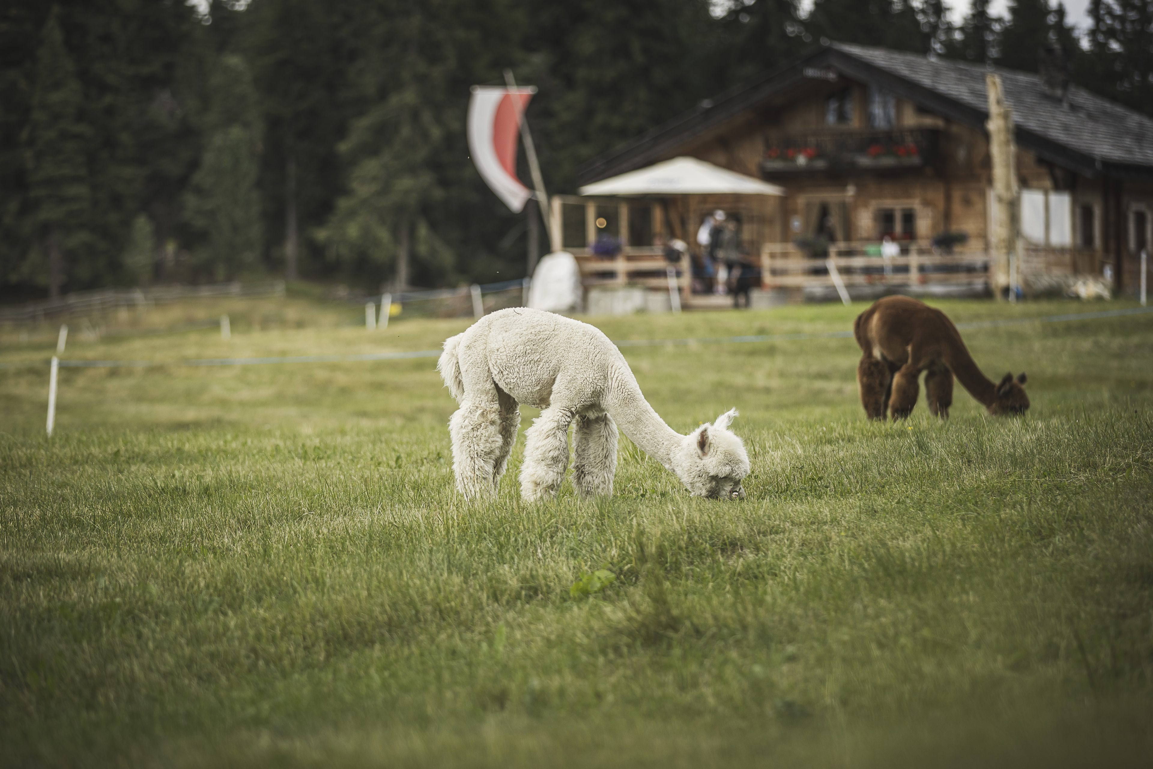 Official website of the Plose cable cars | Brixen Dolomites